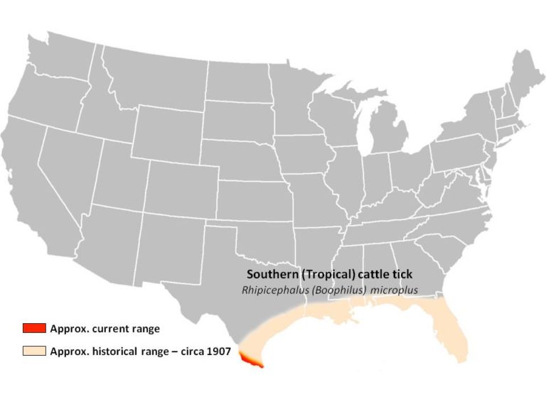 Southern cattle tick (a.k.a. Tropical cattle tick) - The Tick App